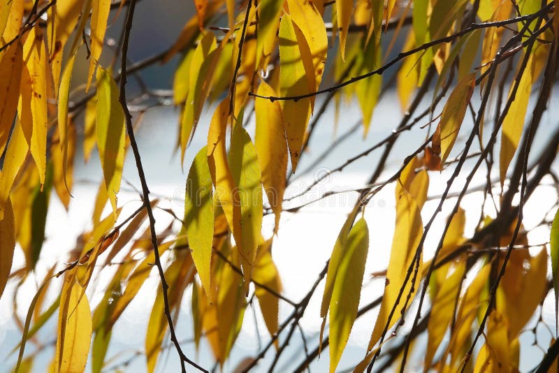 Autumn Leaf on a Tree Branch Stock Image - Image of branch, kiev: 255854383