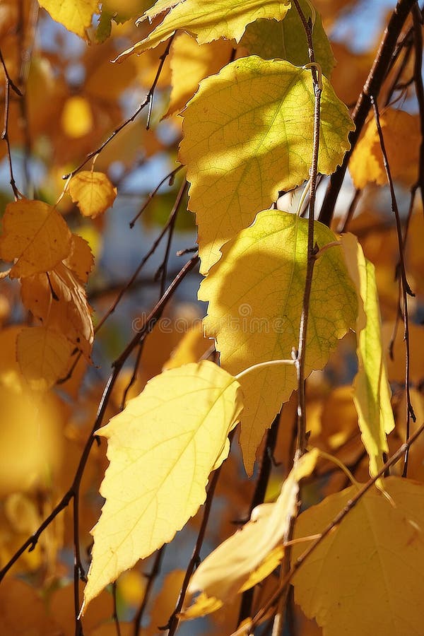 Autumn Leaf on a Tree Branch Close-up during the Day Stock Photo ...