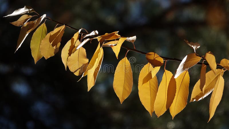 Autumn Leaf on a Tree Branch Close-up during the Day Stock Photo ...