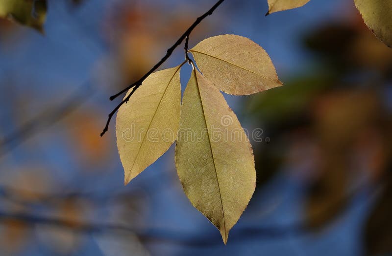 Autumn Leaf on a Tree Branch Stock Photo - Image of planeshaped, kiev ...