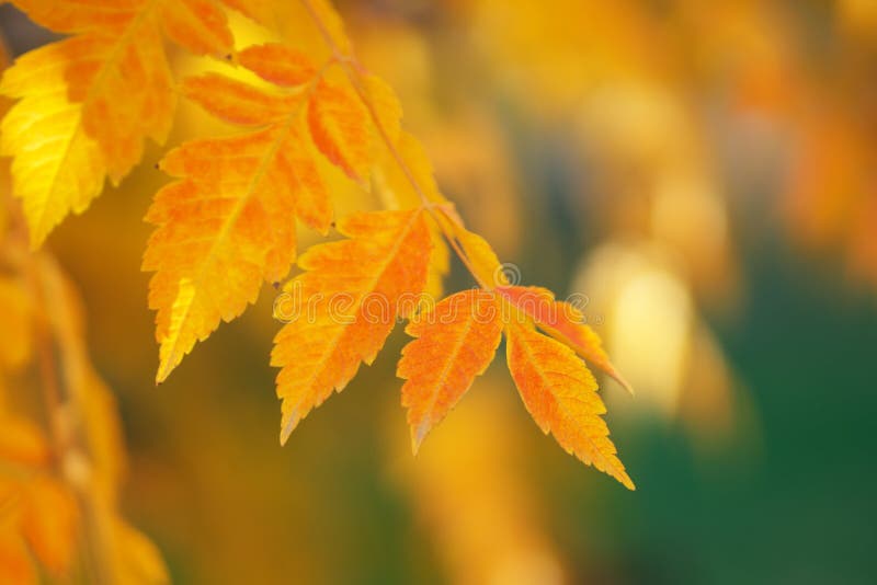 Autumn leaf of tree stock photo. Image of bright, close - 266949452