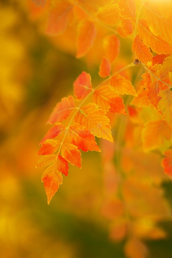 Autumn leaf of tree stock image. Image of beautiful - 266949453