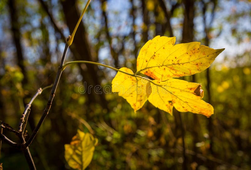 Autumn Leaf on Tree Twig in Forest Stock Image - Image of abstract ...