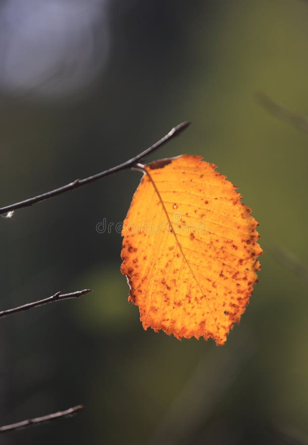 Autumn leaf on twig stock image. Image of autumnal, light - 198237917