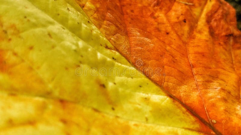 Autumn Leaf Up Close stock image. Image of coloors, close - 146410401