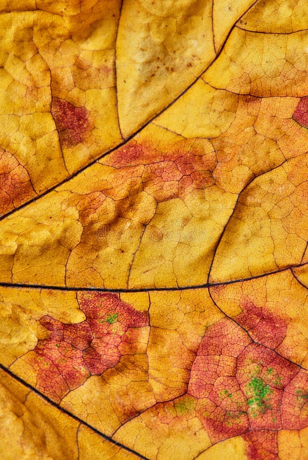 Autumn leaf veins close-up stock photo. Image of idyllic - 256795434