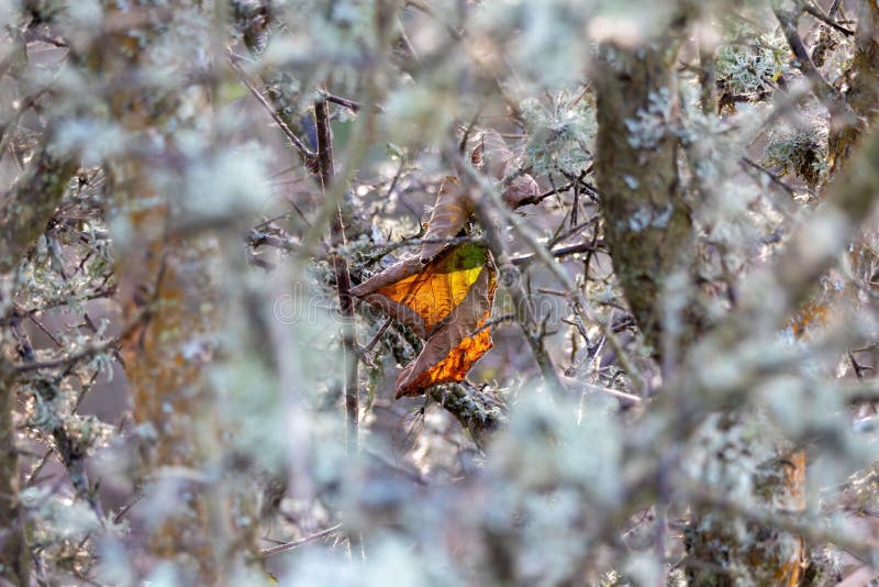 Autumn Leaf Visible through Bramble Stock Image - Image of bramble ...