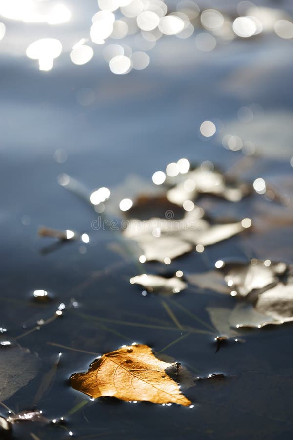 Autumn leaf on water stock image. Image of autumn, fairytale - 16828331