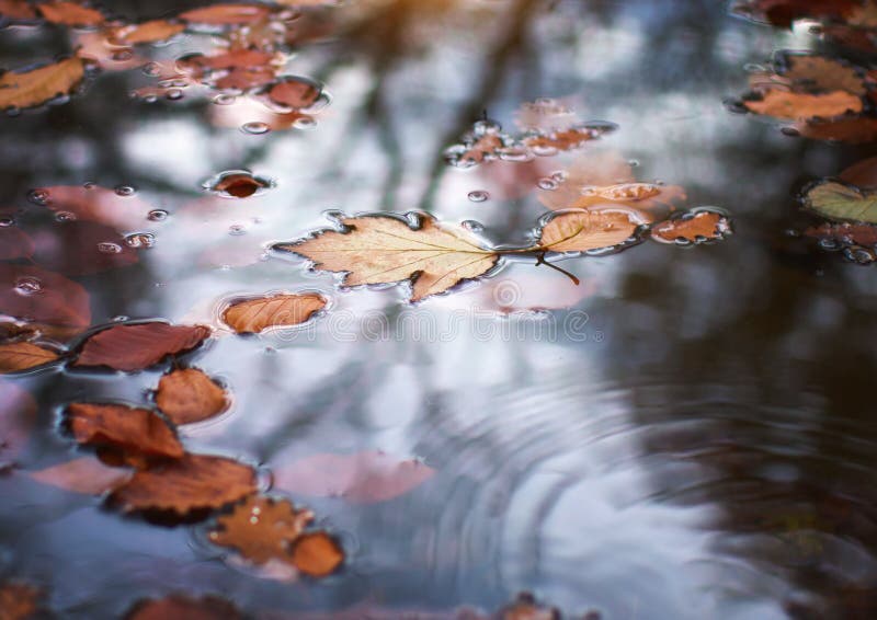 Autumn leaf in water. stock image. Image of october - 130170501