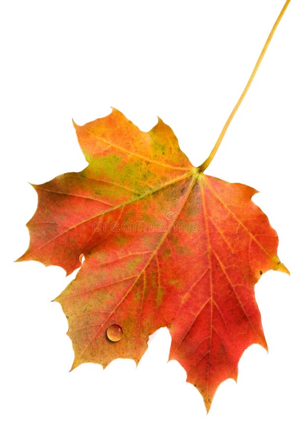 Autumn Leaf with Water Drop Stock Photo - Image of leaf, colored: 6772940