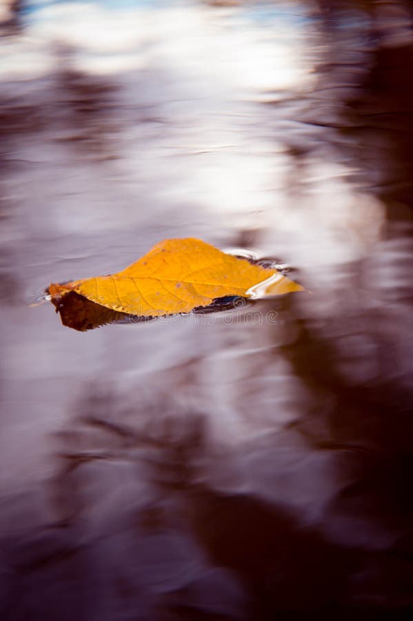Autumn leaf in water stock image. Image of blue, abstract - 109564971