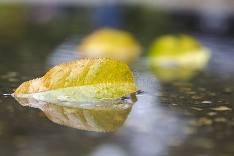Autumn leaf in water stock image. Image of reflection - 40566363