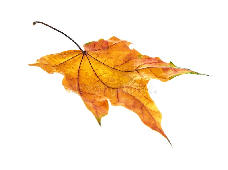 Autumn leaf on white stock image. Image of idyllic, colored - 256795407