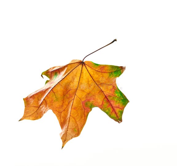 Autumn leaf on white stock photo. Image of element, color - 256795414