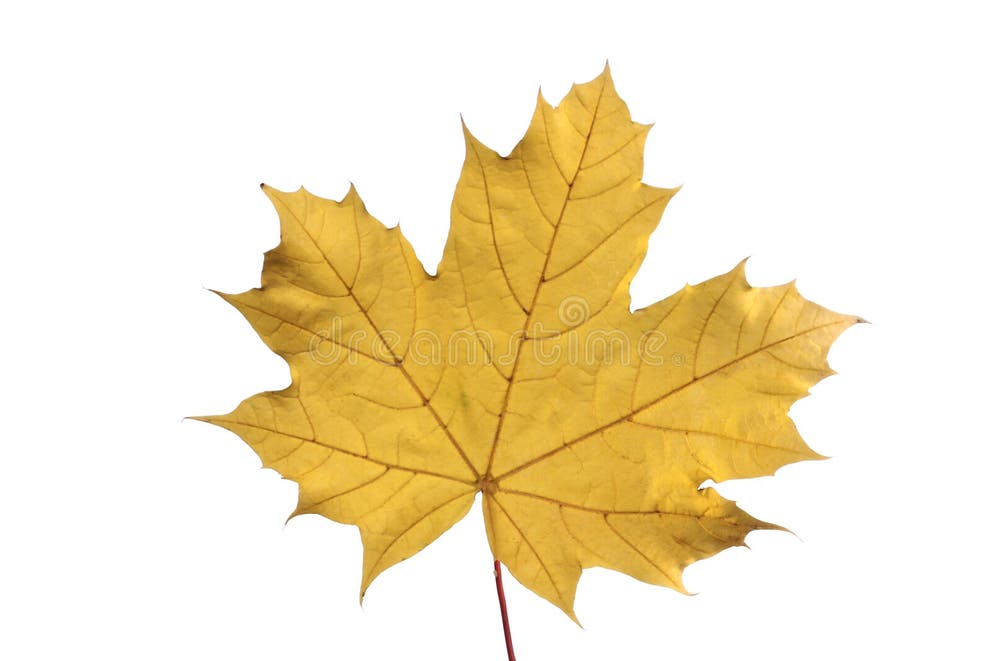 Autumn Leaf on White Background Stock Photo - Image of background ...