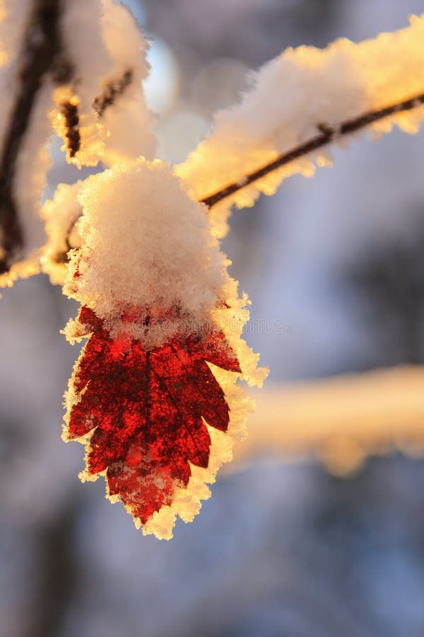 Autumn leaf in winter stock photo. Image of natural, scenic - 60809942