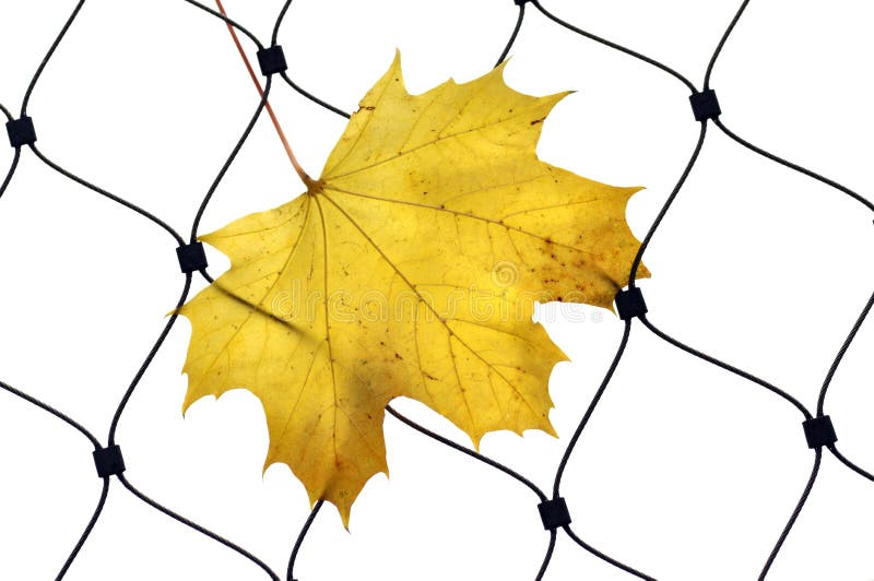 Autumn Leaf on a Wire Fence Stock Photo - Image of beautiful, border ...