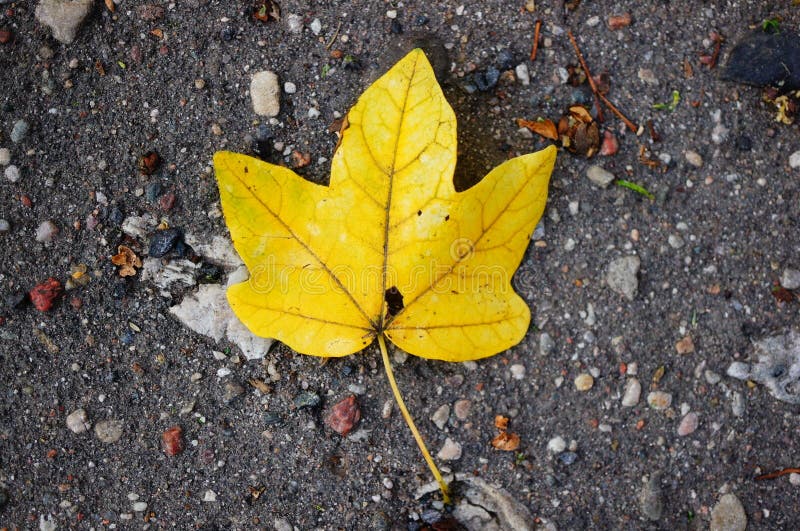 Autumn leaf stock image. Image of ground, leaf, fall - 44808659