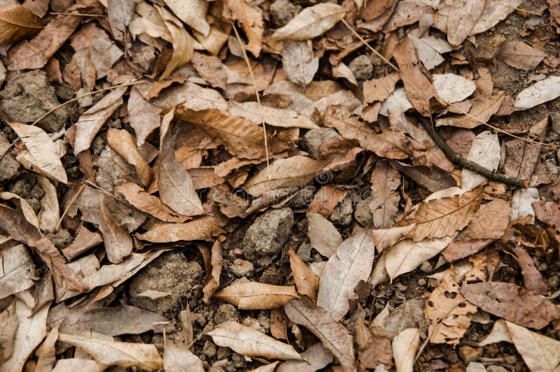 Texture of Fallen Leaves on the Ground Stock Image - Image of leaves ...