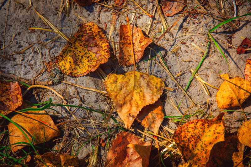 Autumn leafage on soil stock photo. Image of leaf, outdoors - 75249150