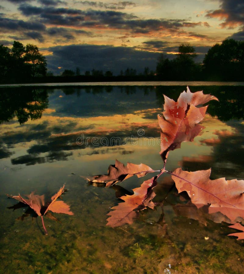 Autumn leafs stock image. Image of early, november, autumn - 12282709