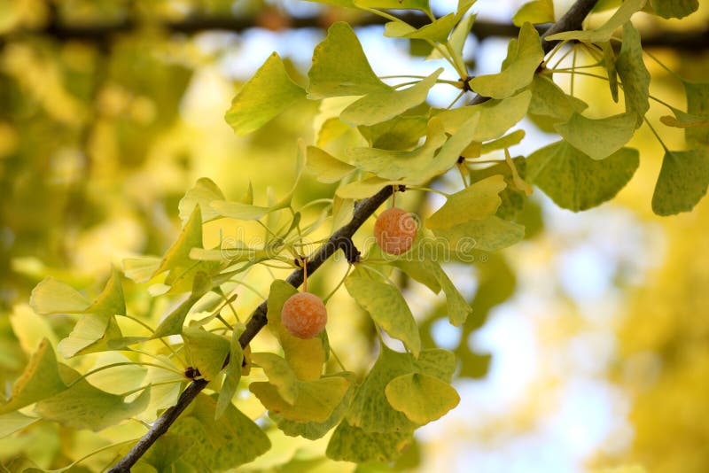 Winged Elm Tree Branch and Leaves Detail Stock Image - Image of wahoo ...