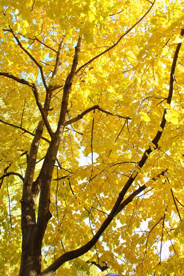 Golden Autumn Maple Tree and Sunburst Stock Image - Image of back ...