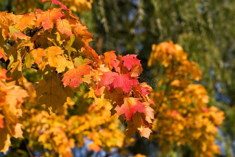 Autumn leafs stock image. Image of wallpaper, fall, colorful - 3250877