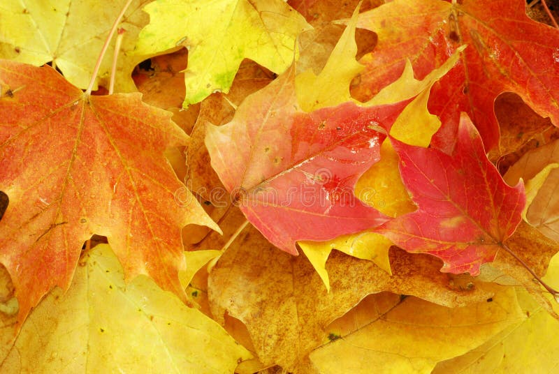 Autumn leafs stock photo. Image of fall, nature, tree - 3348598