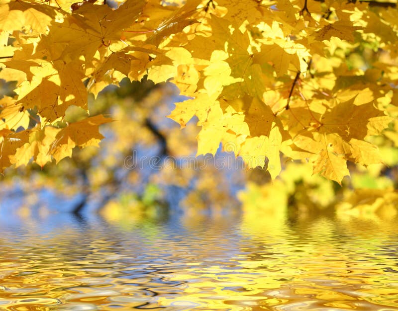 Autumn Leafs Above the Water Stock Image - Image of golden, autumn: 6554169