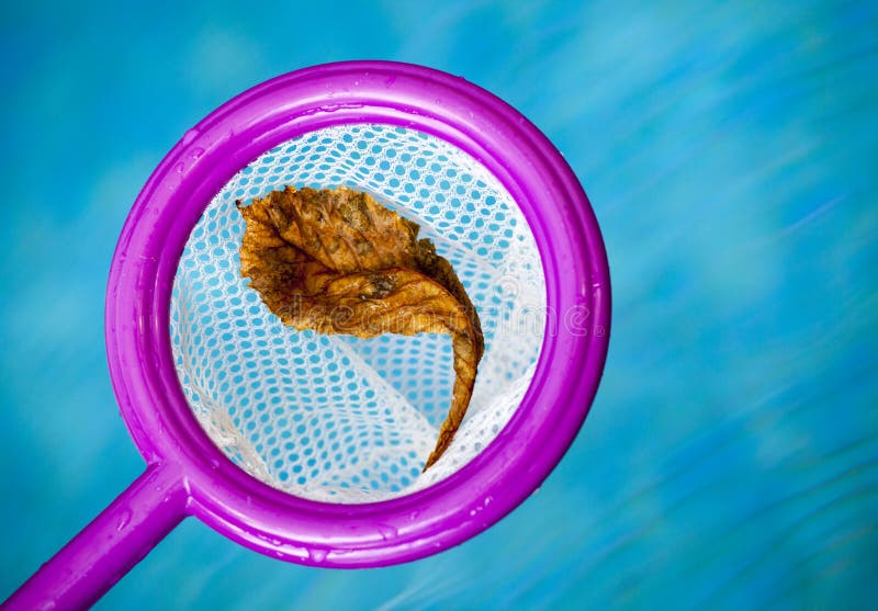 Autumn Leafs Clean Swimming Pool Stock Photo - Image of protect, leaves ...