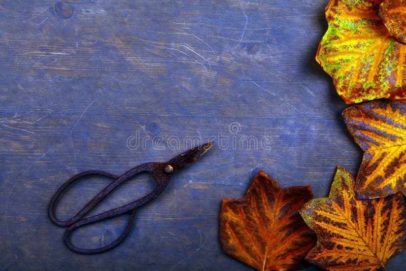 Autumn leafs sharp table stock image. Image of creative - 129325821