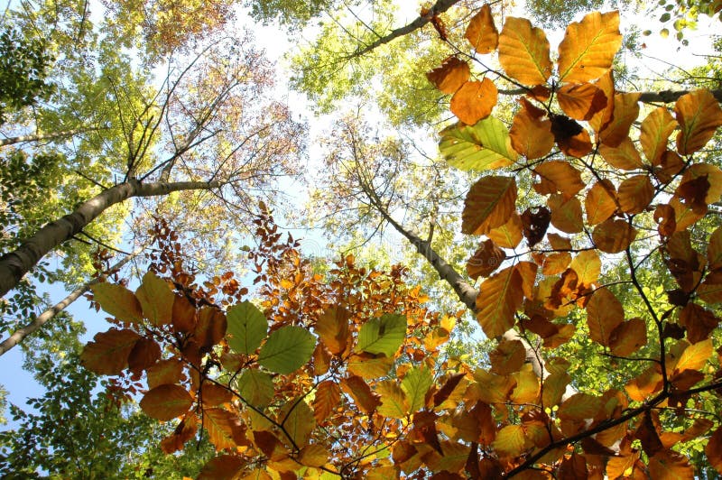 Autumn leafs and trees stock photo. Image of pattern, abstract - 3037578