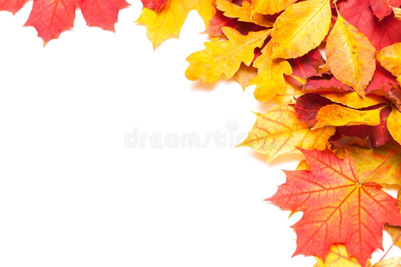 Autumn Leafs on White Background Stock Image - Image of backgrounds ...