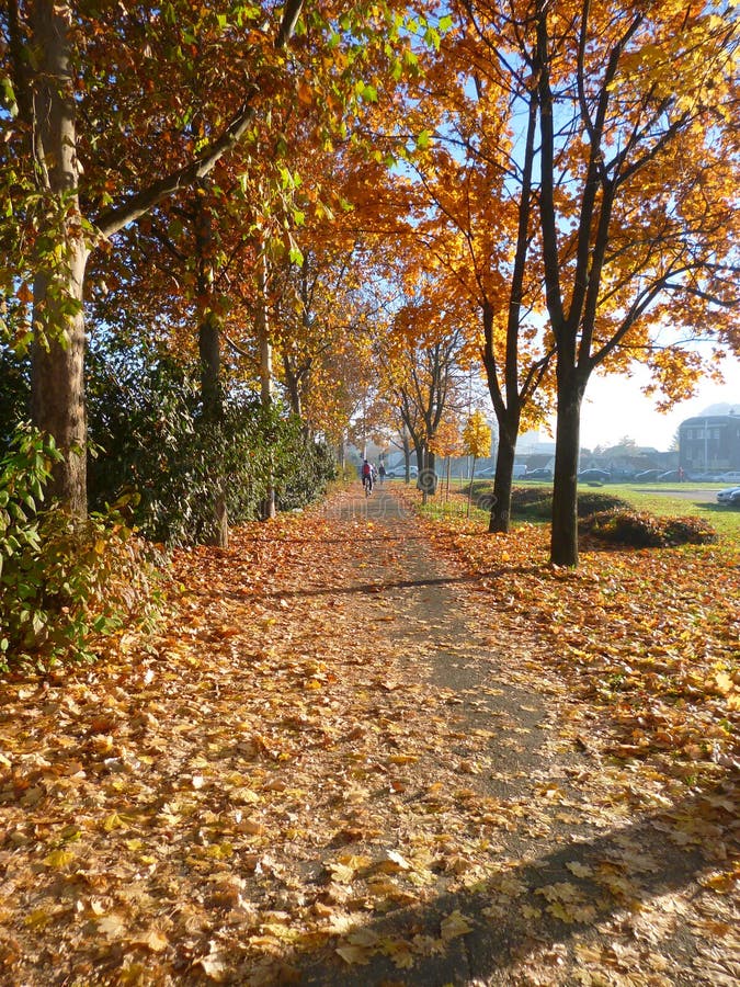 Autumn leafy path stock photo. Image of nature, trail - 173266724