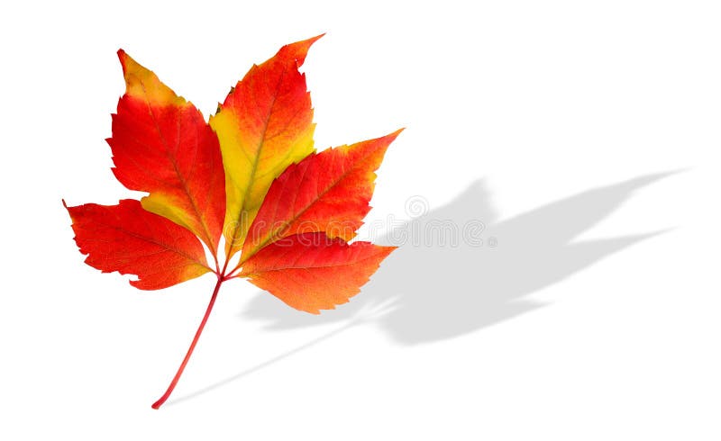 Autumn leav stock photo. Image of pattern, stem, plant - 1404814