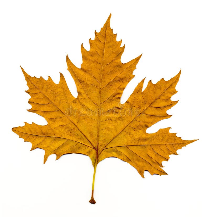 Autumn leave stock photo. Image of stem, leaves, nature - 11593894
