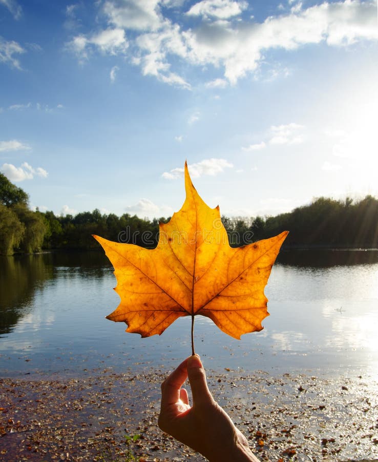 Autumn leave., A hand holding an autumn leave in front of a
