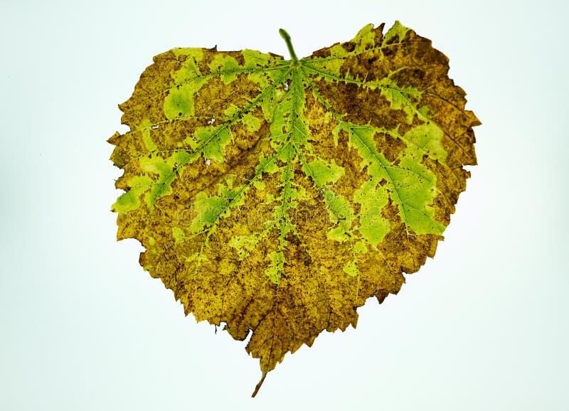 Autumn Leave on a Lightbox No. 1 Stock Photo - Image of still, life ...