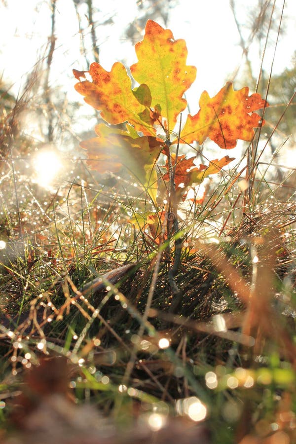 Autumn Leave little tree stock photo. Image of mushroom - 61675772
