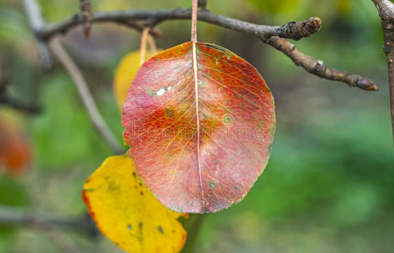 Autumn leave on a tree stock photo. Image of season - 198532720