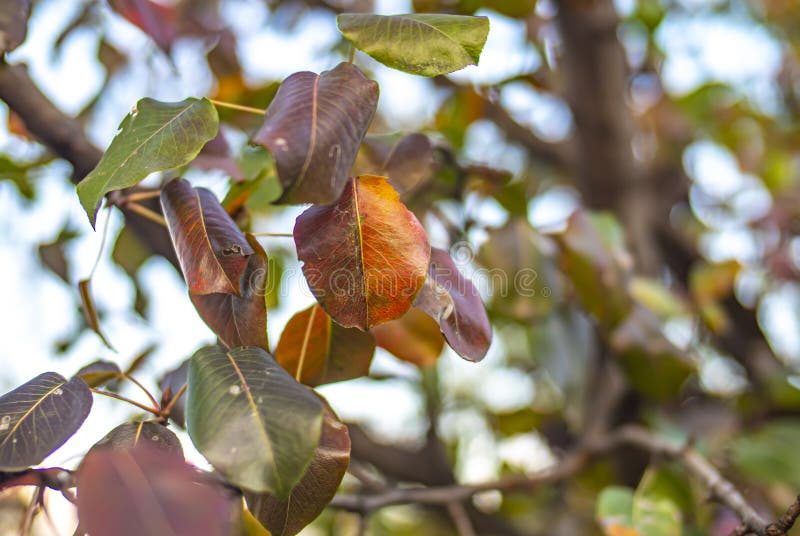 Autumn leave on a tree stock image. Image of plant, zealand - 198532723