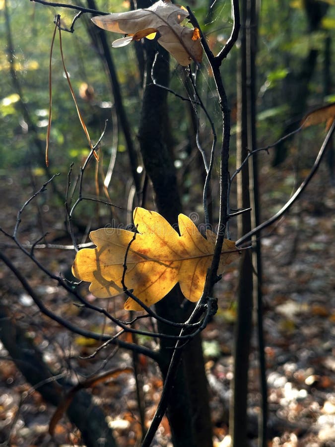 Autumn leave on the tree stock photo. Image of green - 346513710