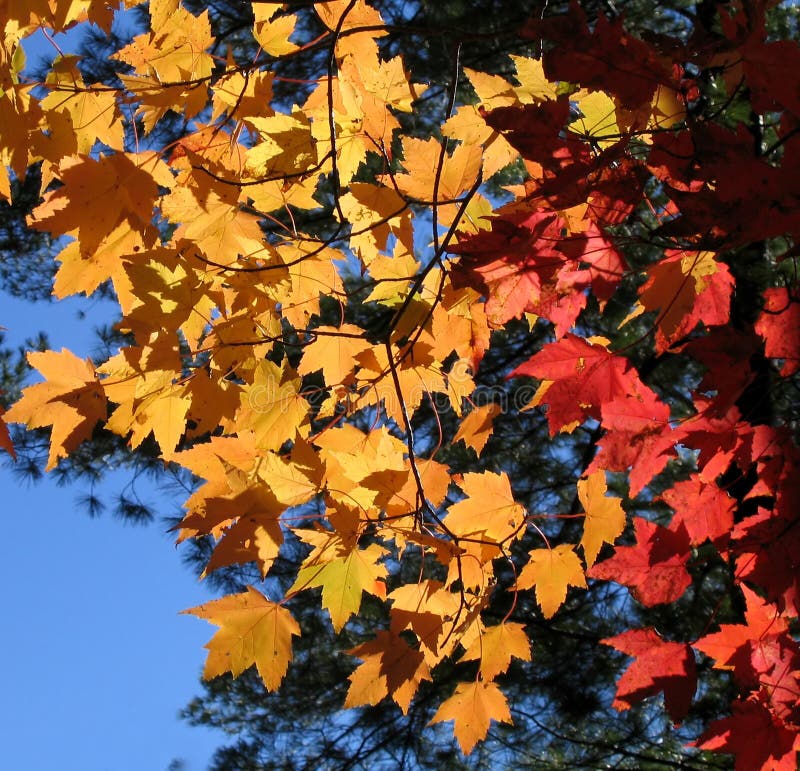 November leaves stock photo. Image of colorful, burning - 1314328