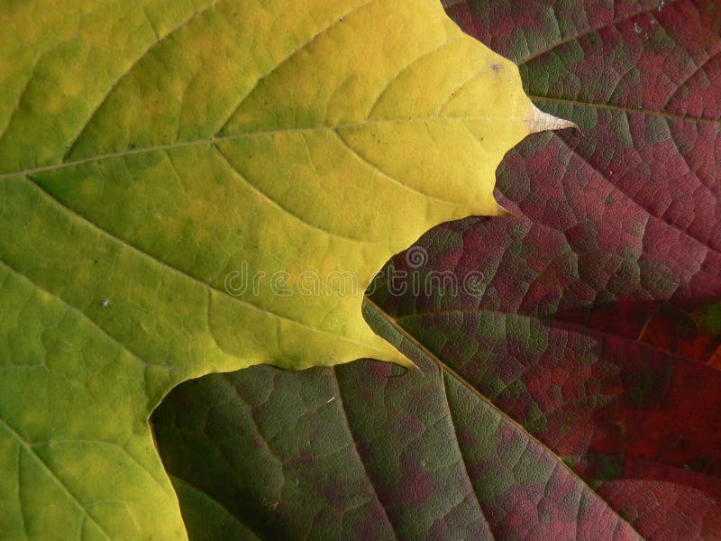 1,487 Leaves Overlapping Stock Photos - Free & Royalty-Free Stock ...