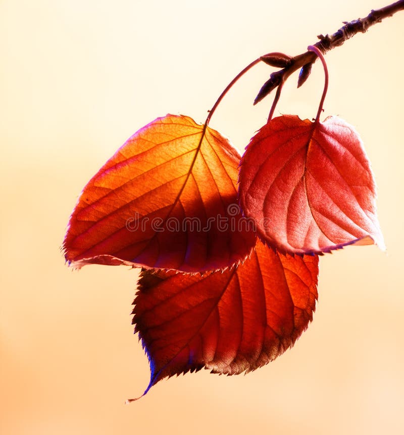 Autumn leaves stock photo. Image of detail, colored, leaves - 15132618