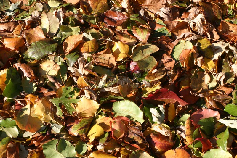 Pinoak Leaves Fall Stock Photos - Free & Royalty-Free Stock Photos from ...