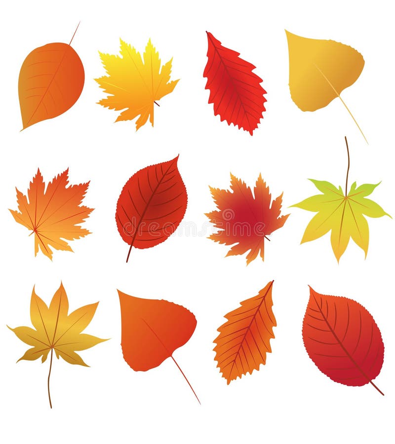 Autumn Leaves stock vector. Illustration of plants, leaf - 26228413