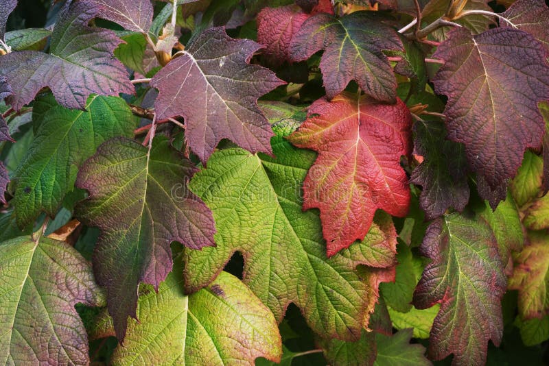 Ivy Leaves with Natural Purple Hues Stock Photo - Image of violet ...