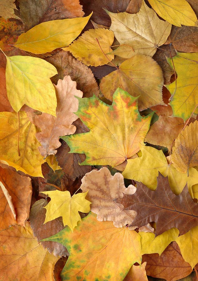Autumn leaves in sunlight stock image. Image of foliage - 38689621